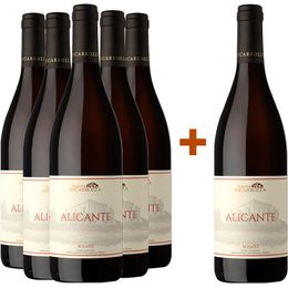 Tenuta Incarrozza 5+1 Paket Rosato Terre Siciliane Alicante 2023 Trocken - Sizilien &ndash; Probierpaket IGP