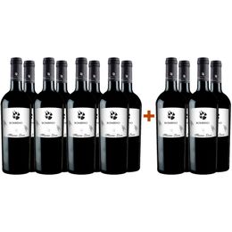 Cantine Massimo Leone 8+4 Paket Puglia Bombino Bianco 2024 Trocken - Apulien &ndash; Probierpaket IGP