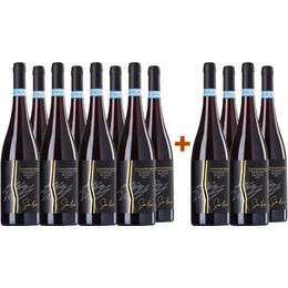 Cantine De Cicco 8+4 Paket Saba del Sannio Falanghina 2022 Trocken - Kampanien &ndash; Probierpaket DOC