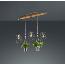 Trio Leuchten Plant Pendelleuchte LED Dunkelbraun, Nickel-Matt, 3-flammig