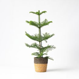 Plant in a Box - Norfolktanne - Araucaria heterophylla - Höhe 50-60cm - Topf 17cm