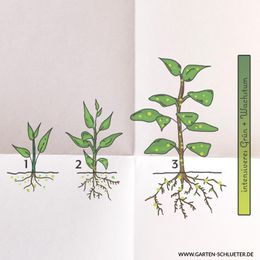 Schlüter's Grünmacher 100g Liefergröße: 100g