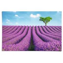 Poster Reinders "Lavendel Felder", lila (farbe bild(er): lila), B:91,5cm H:61cm, Papier, Bilder