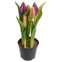 Kunstblume my home "Tulpenpflanze mit 5 Knospen", lila (aubergine), B:12cm H:23cm T:12cm Ø:12cm, Kunststoff, Kunstpflanzen