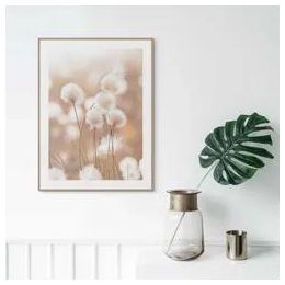 Bild mit Rahmen Reinders "Cotton Pops", beige (farbe bild(er): beige), B:30cm H:40cm T:1,6cm, Holzwerkstoff, Bilder