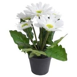 Kunstblume BOTANIC-HAUS "Gerbera mit 5 Blüten", beige (creme, weiß), B:24cm H:26cm T:24cm Ø:24cm, Kunststoff, Kunstpflanzen