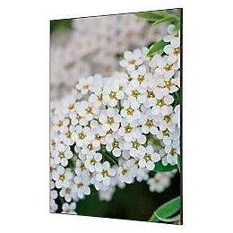 SHOWDOWN Textile Wanddekoration Weiße Blume Mehrfarbig Aluminium