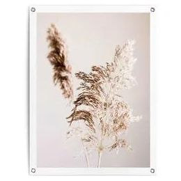 Poster Reinders "Pampasgras", beige (farbe bild(er): beige), B:60cm H:80cm T:0,1cm, Leinwand, Bilder, Outdoor für Garten oder Balkon