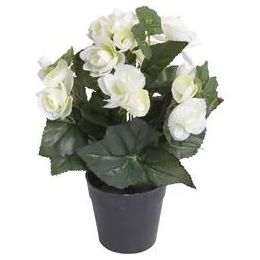Kunstblume BOTANIC-HAUS "Begonienbusch mit 7 Stielen", beige (creme, weiß), B:18cm H:26cm T:18cm Ø:18cm, Kunststoff, Kunstpflanzen