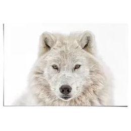 Poster Reinders "Weisser Wolf", weiß (farbe bild(er): weiß), B:91,5cm H:61cm, Papier, Bilder