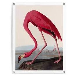 Poster Reinders "Audubon Flamingo", rosa (farbe bild(er): rosa), B:60cm H:80cm T:0,1cm, Bilder, Garten - Rosa - Leinwand - Tiere - 60x80 cm