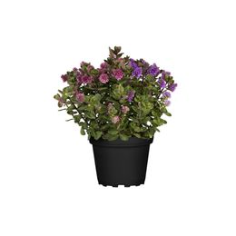 Strauchveronika 'All Blooms ' Twins 12 cm Topf