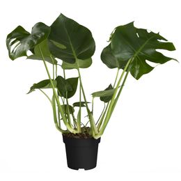 Monstera spitzes Fensterblatt 17 cm Topf