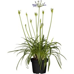Schmucklilie 'Summer Love ' 19 cm Topf