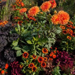 Stauden-Mix nützlingsfreundlich rot 11 cm Topf