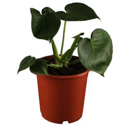 Monstera verschiedene Sorten, 6 cm Topf