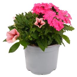 Beetpflanzen Duo 12 cm Topf