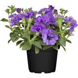 Petunie hängend gefüllt, 12 cm Topf