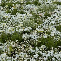 Stauden-Mix nützlingsfreundlich weiß 11 cm Topf