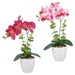 Kunstorchidee Creativ green "Orchidee Phalaenopsis", bunt, H:40cm, Kunststoff, Kunstpflanzen, mit Eukalyptuszweigen