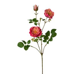 Gasper Kunstblume ROSENZWEIG