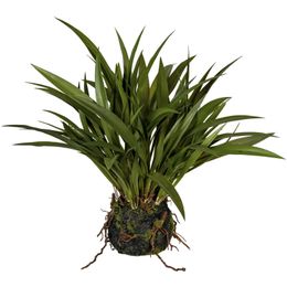 Kunstgras Creativ green "Grasbusch Miscanthus im Moosballen", grün, H:35cm, Obermaterial: 100% Polyethylen, Kunstpflanzen