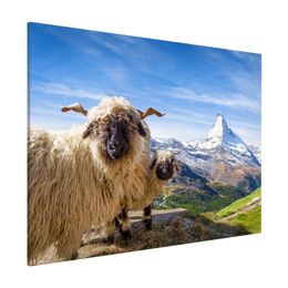 Bilderwelten Magnetfafel Natur Motiv Memoboard blau - Schwarznasenschafe von Zermatt - Schweiz Küche Büro