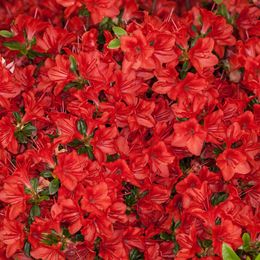 Japanische Azalee 'Hot Shot Variegated' Liefergröße: 20 - 25 cm