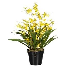 Kunstorchidee Creativ green "Oncidie Dancing Queen", gelb, H:60cm, Obermaterial: 50% Kunststoff, 50% Polyester, Kunstpflanzen
