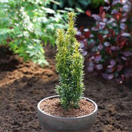 Gelbe Säulen-Eibe 'Fastigiata Aureomarginata' C3 30 - 40 cm Liefergröße: 30/40 cm