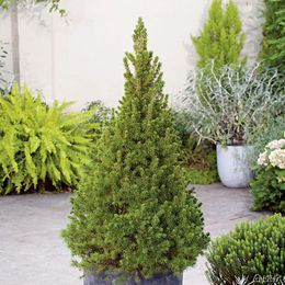 Zwerg-Zuckerhutfichte 'Conica Perfecta' C2 30 - 40 cm Liefergröße: 30 - 40 cm