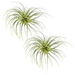 Kunstzweig Creativ green "Tillandsie", grün (hellgrün), H:20cm Ø:35cm, Kunststoff, Kunstpflanzen, mit zahlreichen Sukkulentenblättern