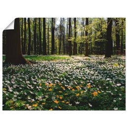 Wandbild Artland "Frühlingswald bedeckt mit Windröschen", grün (farbe bild(er): grün), B:80cm H:60cm, Papier, Bilder, als Leinwandbild, Poster in verschied. Größen