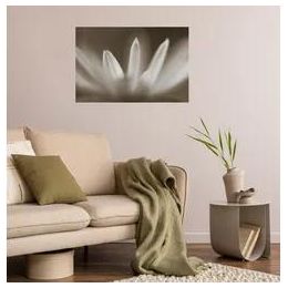 Wandsticker queence "Blüte", beige, B:150cm H:90cm T:0,1cm, Folie, Wandtattoos, Selbstklebend, kinderleichte Anbringung