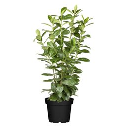 Kirschlorbeer 'Novita' 125-150 cm, 27 cm Topf
