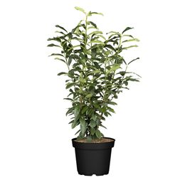 Kirschlorbeer 'Genolia' 125-150 cm, 27 cm Topf