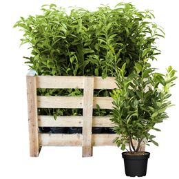 Kirschlorbeer 'Novita' 125-150 cm 15 Stück, 27 cm Topf