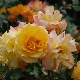 Strauchrose 'Sahara ' Wurzelnackte Pflanze Liefergröße: mind. 3 starke Triebe