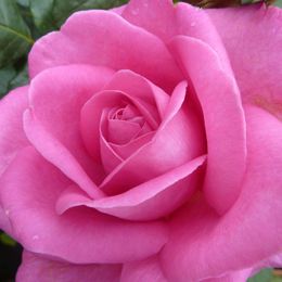 Edelrose 'Lady Like ' Wurzelnackte Pflanze Liefergröße: mind. 3 starke Triebe