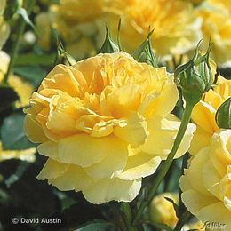 David Austin-Rose 'Molineux ' - AGM-Rose Wz Liefergröße: A - Qualität