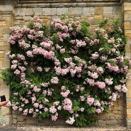 Ramblerrose 'Apple Blossom' Wz Liefergröße: min. 3 starke Triebe