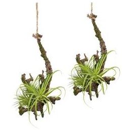 Kunstpflanze Creativ green "Hängeast mit Tillandsie", braun, H:15cm Ø:16cm, Kunststoff, Kunstpflanzen, 2er Set