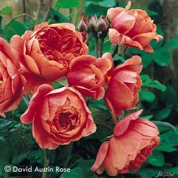 David Austin-Rose 'Summer Song ' Wz Liefergröße: 3 starke Triebe, A-Qualität