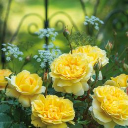David Austin Rose 'The Poet's Wife ', Wurzelnackte Pflanze, A-Qualität, 3 starke Triebe Liefergröße: A-Qualität