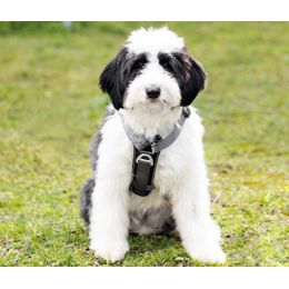 Navaris Hundegeschirr - dunkelgrau