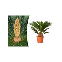 GARDENZO Japanische Cycas-Palme | Gr.: onesize