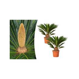 GARDENZO 2er-Set: Japanische Cycas-Palme | Gr.: onesize
