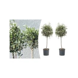 GARDENZO 2er-Set: Olivenbäume XL | Gr.: onesize