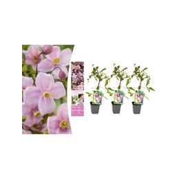 GARDENZO 3er-Set: Pflanzen Clematis montana Mayleen in Rosa | Gr.: onesize
