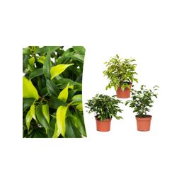 GARDENZO 3er-Set: Feigen Ficus Weeping | Gr.: onesize